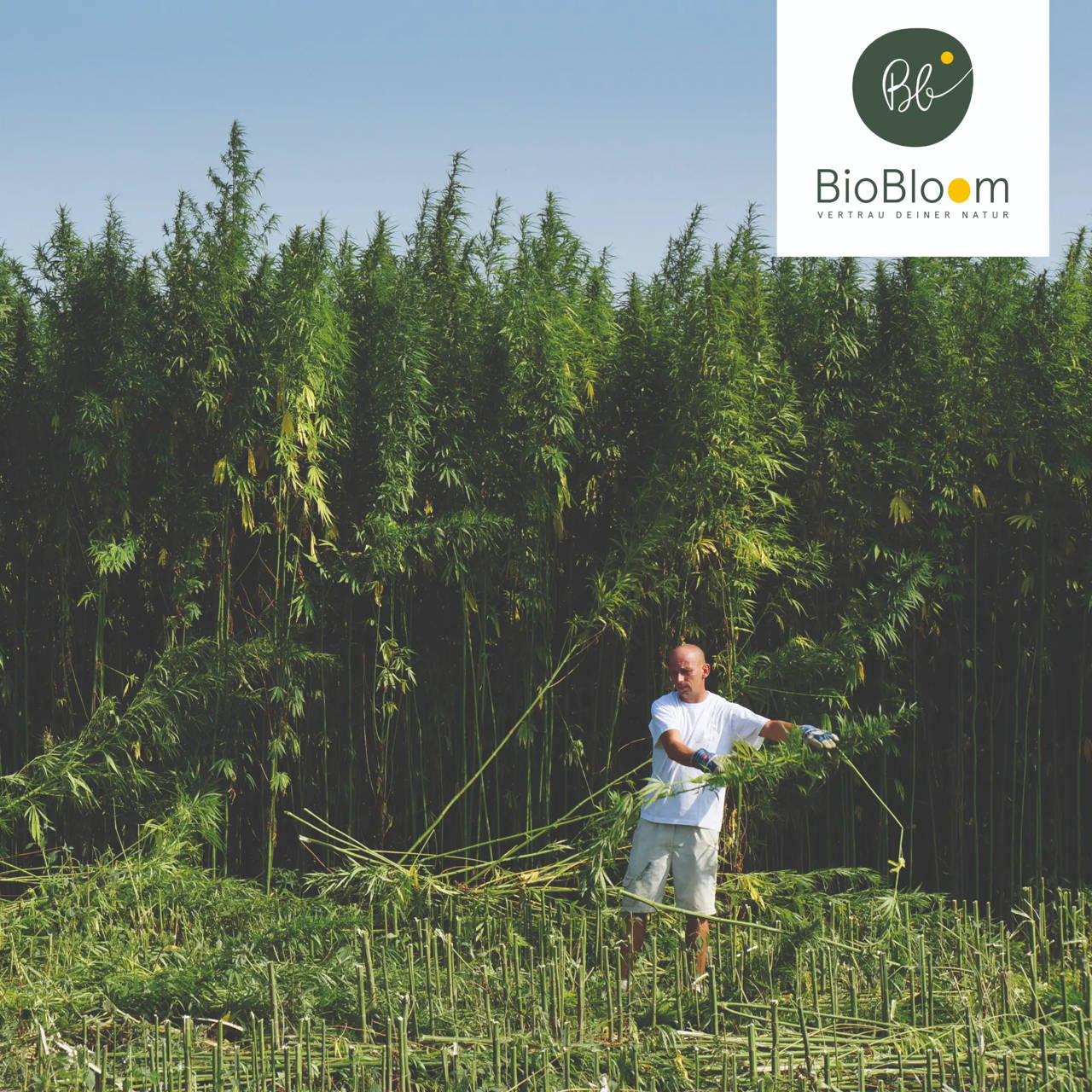 Cultivation and Processing – Alpha Leaf